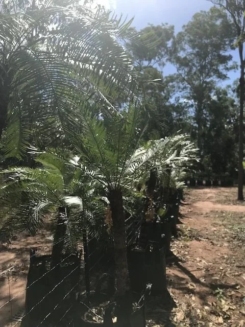 Cycas armstrongii (Darwin Cycad/Fire Fern) — Territory Native Plants
