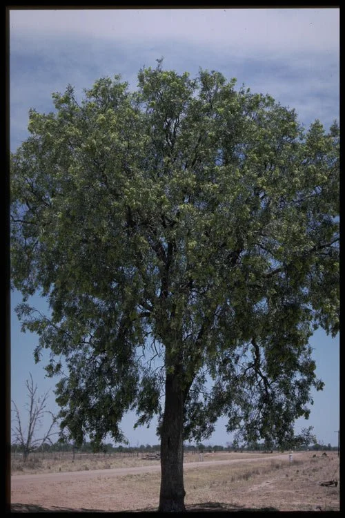 Atalaya hemiglauca (Whitewood) — Territory Native Plants