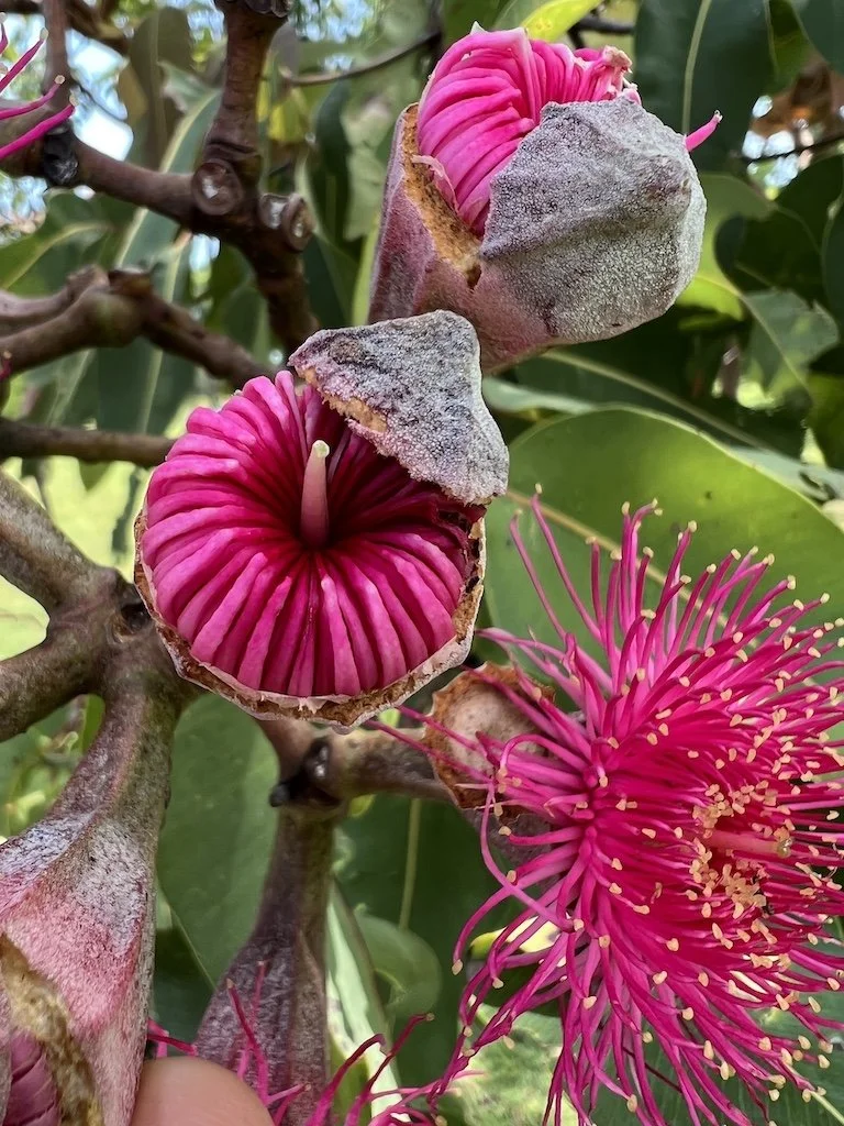 Corymbia ptychocarpa (Swamp Bloodwood) — Territory Native Plants