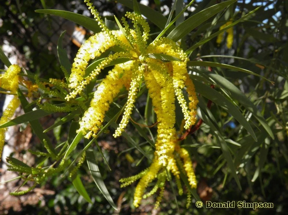 Acacia leptocarpa (Coastal Wattle) — Territory Native Plants