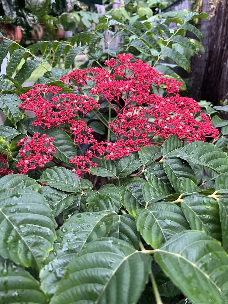 Leea rubra (Red Rubra) — Territory Native Plants