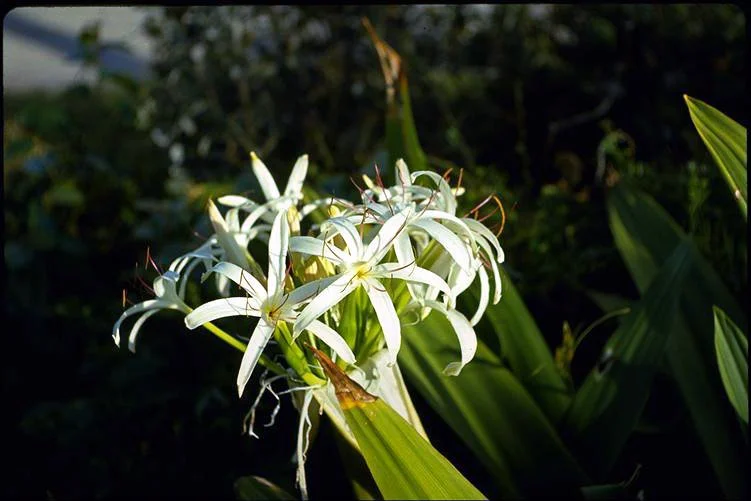 Crinum pedunculatum (River Lily) — Territory Native Plants