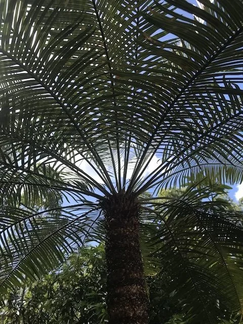 Cycas armstrongii (Darwin Cycad/Fire Fern) — Territory Native Plants