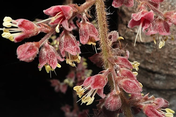 Davidsonia pruriens (Davidson plum) — Territory Native Plants