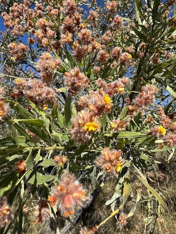 Jacksonia dilatata (Jacksonia) — Territory Native Plants