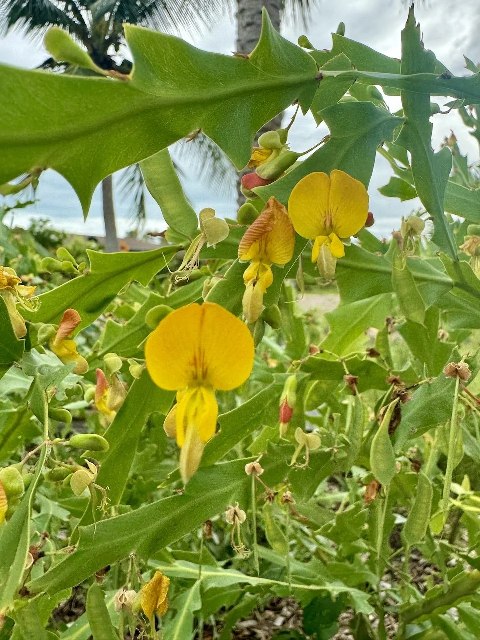 Bossiaea bossiaeoides (Holly-leaved Pea Flower) — Territory Native Plants