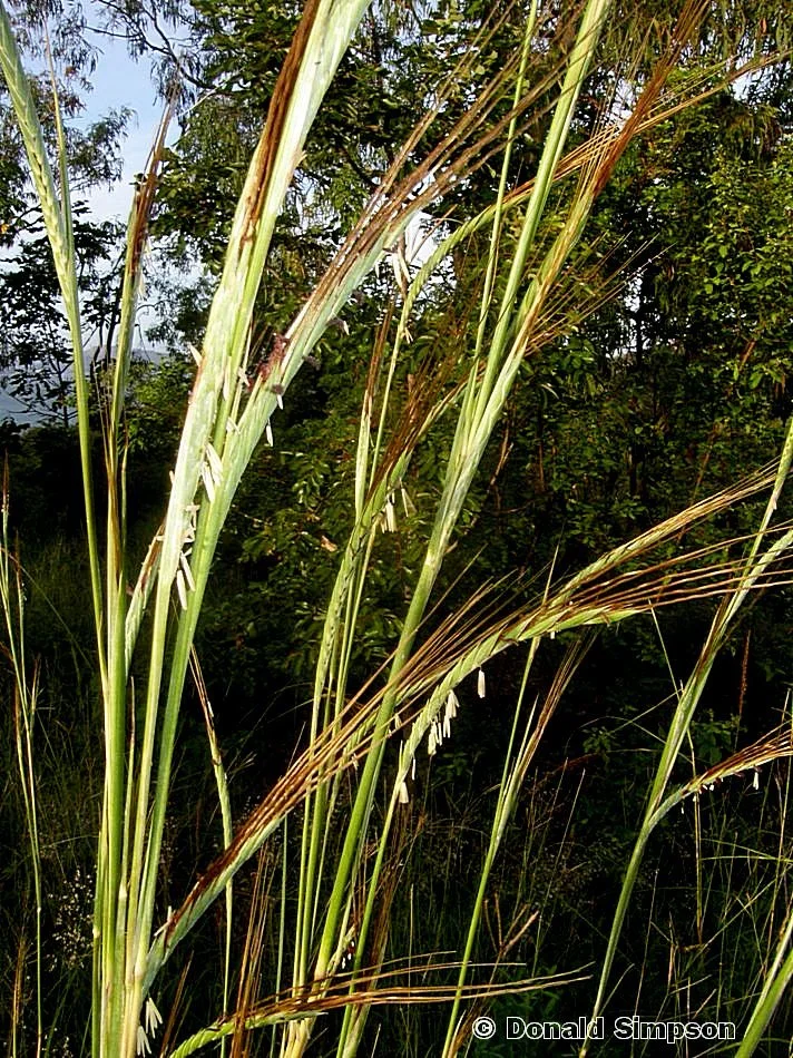 Heteropogon triticeus (Giant Spear Grass) — Territory Native Plants