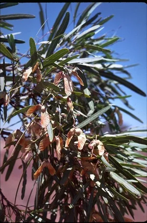 Atalaya hemiglauca (Whitewood) — Territory Native Plants