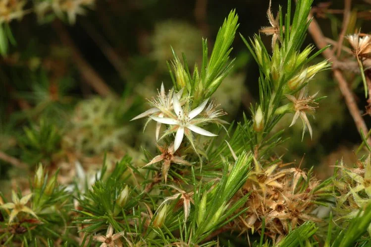 Calytrix brownii (White Turkey Bush) — Territory Native Plants