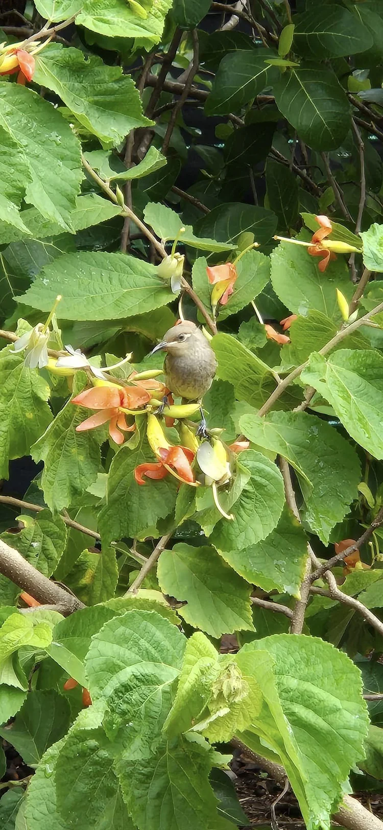 Helicteres isora (Screw Tree) — Territory Native Plants