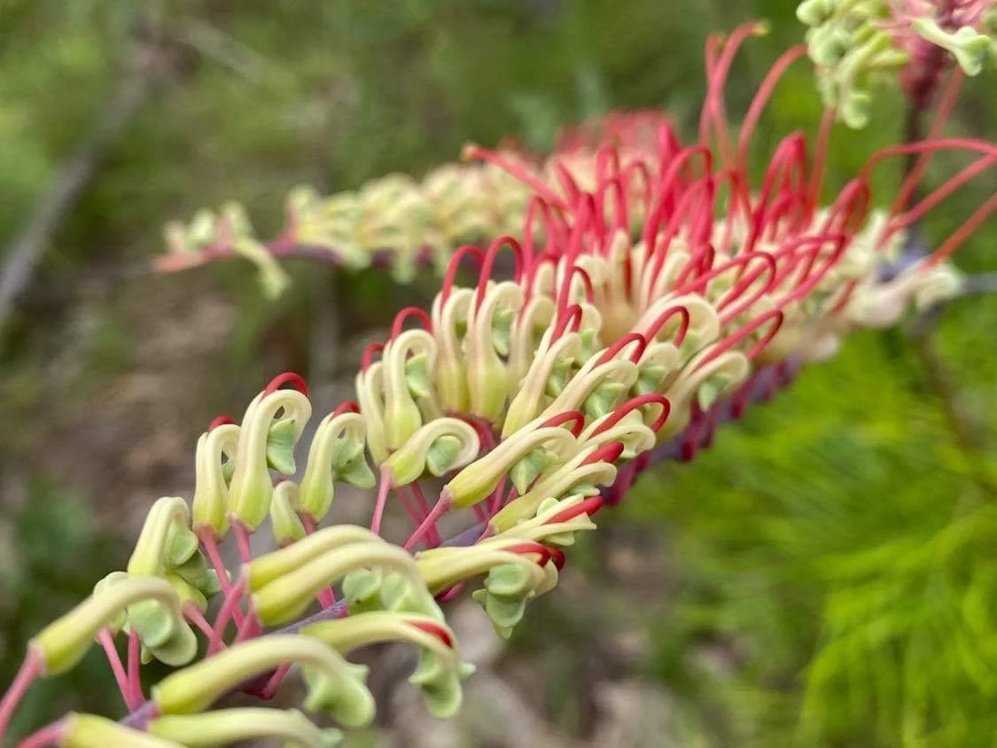 Grevillea dryandri (Dasycarpa) — Territory Native Plants