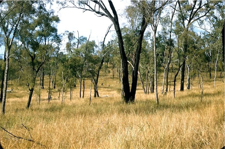 Heteropogon contortus (Black Speargrass) — Territory Native Plants
