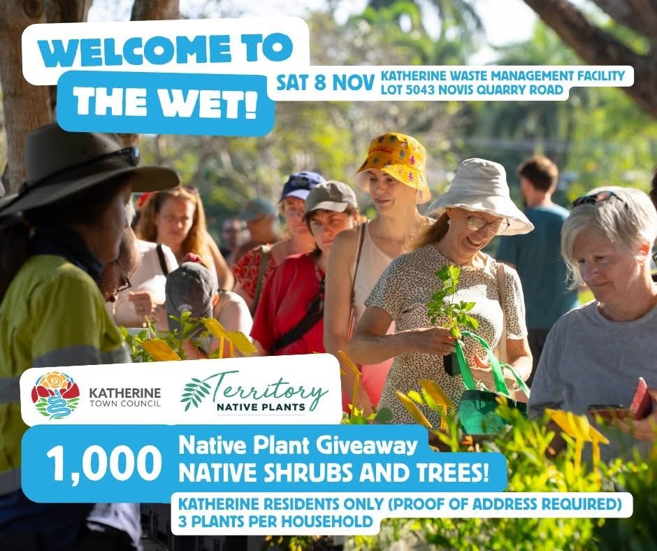 Terminalia microcarpa (Damson Plum) — Territory Native Plants