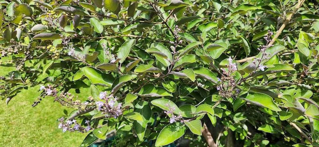 Vitex trifolia (Coastal vitex) — Territory Native Plants