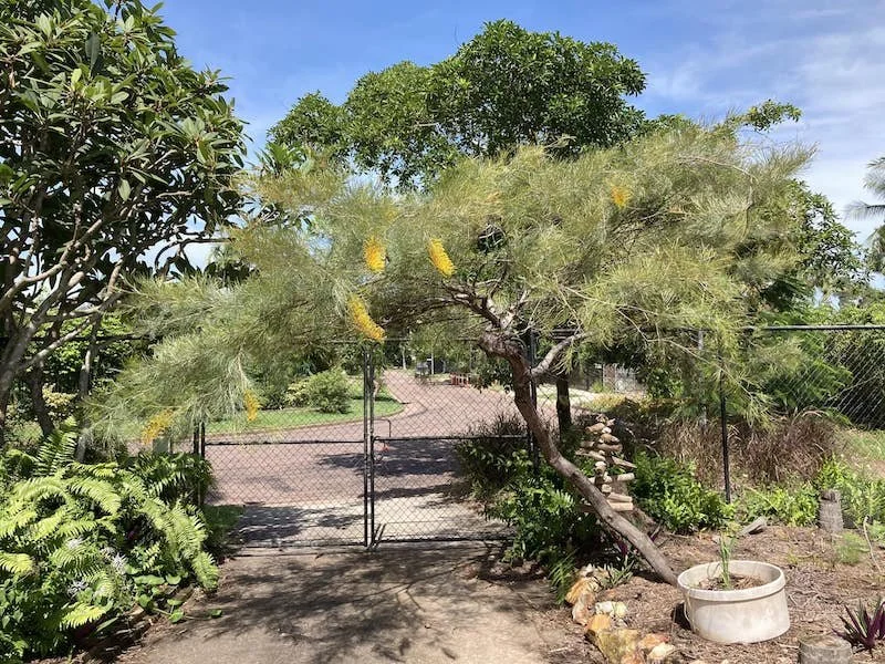 Grevillea formosa (Yellow, Mt Brockman) — Territory Native Plants