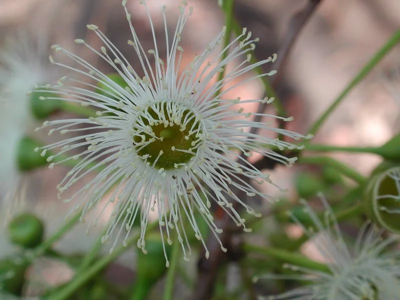 Corymbia confertiflora (Rough Cabbage Gum) — Territory Native Plants