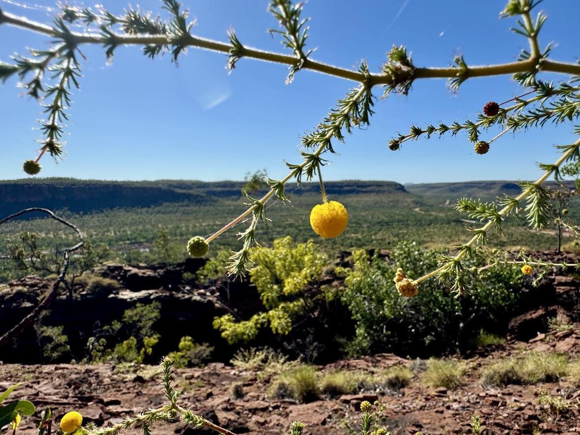 Acacia lycopodiifolia (Wolf-Foot Wattle) — Territory Native Plants