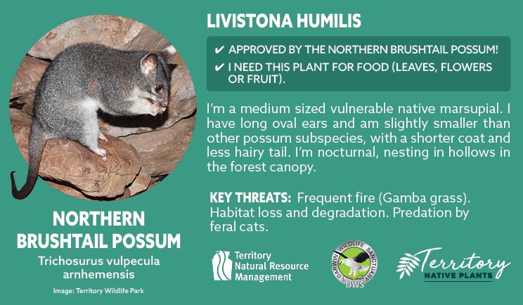 Livistona humilis (Sand Palm) — Territory Native Plants