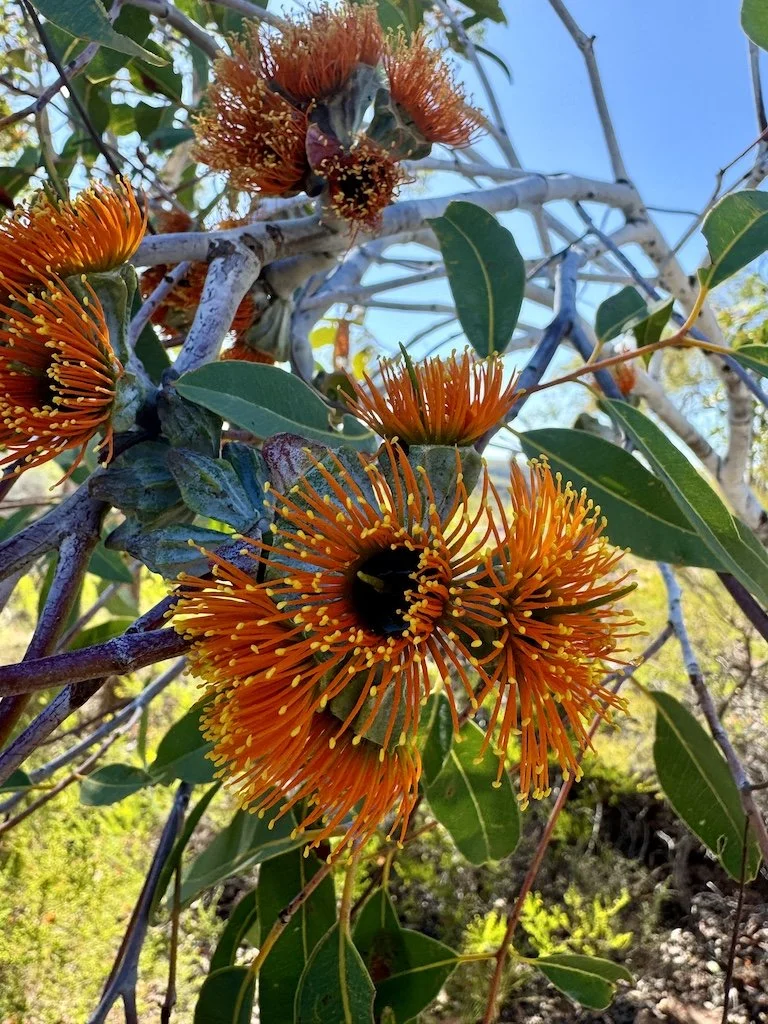 Eucalyptus phoenicea (Scarlet gum) — Territory Native Plants