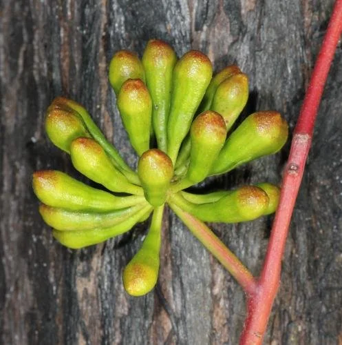 Eucalyptus phoenicea (Scarlet gum) — Territory Native Plants