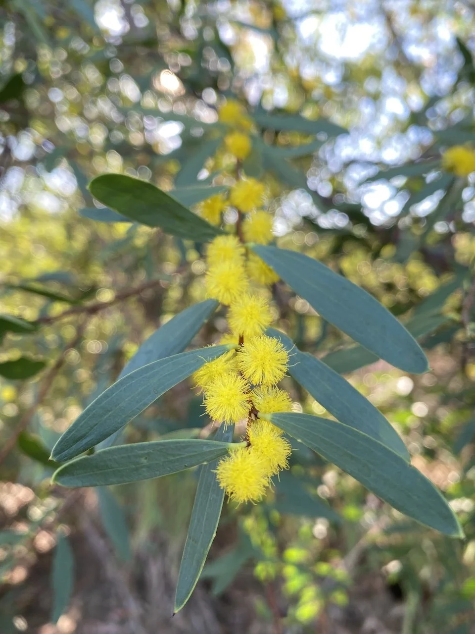 Acacia multisiliqua — Territory Native Plants