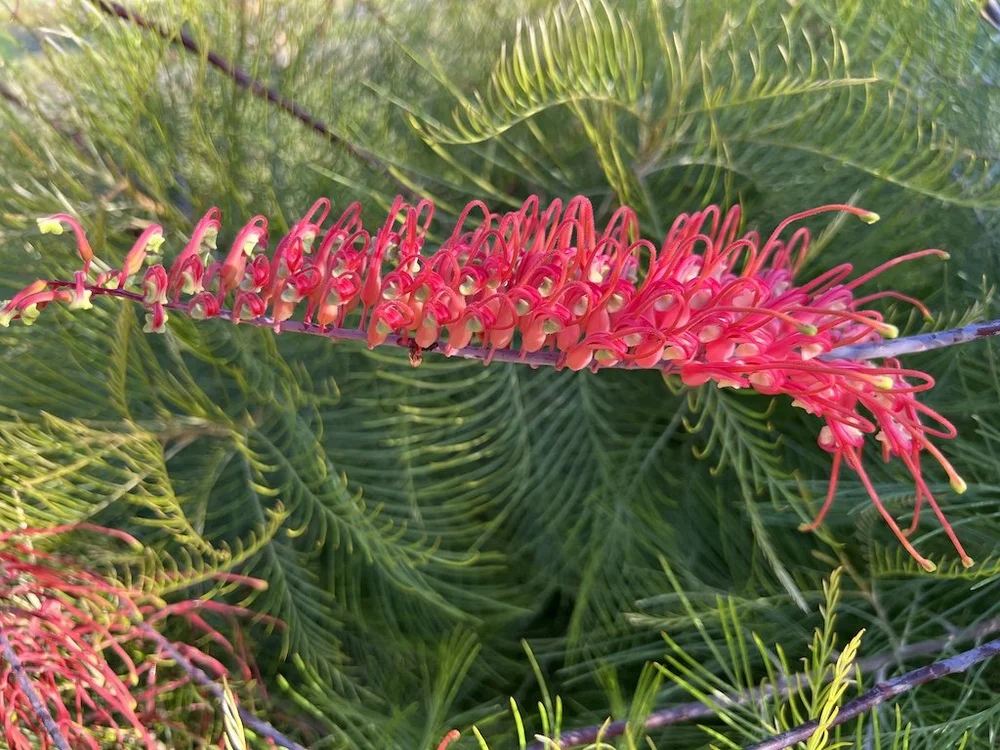 Grevillea dryandri (Dasycarpa) — Territory Native Plants
