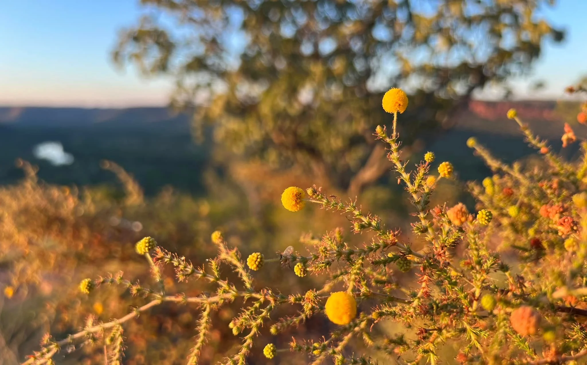 Acacia lycopodiifolia (Wolf-Foot Wattle) — Territory Native Plants
