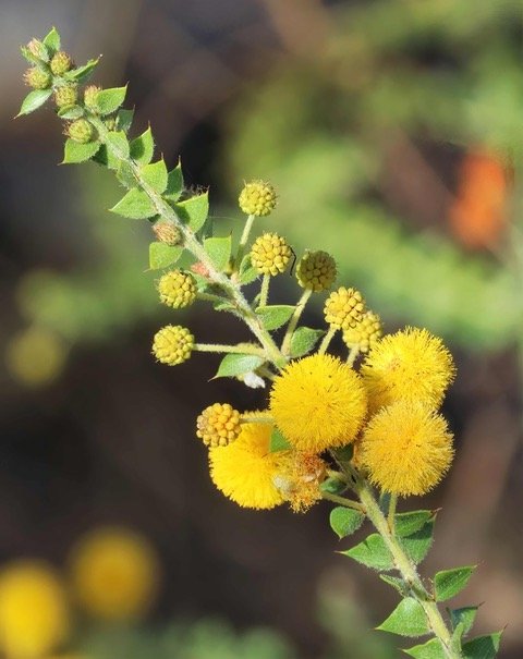 Acacia sublanata (Wooly Wattle) — Territory Native Plants