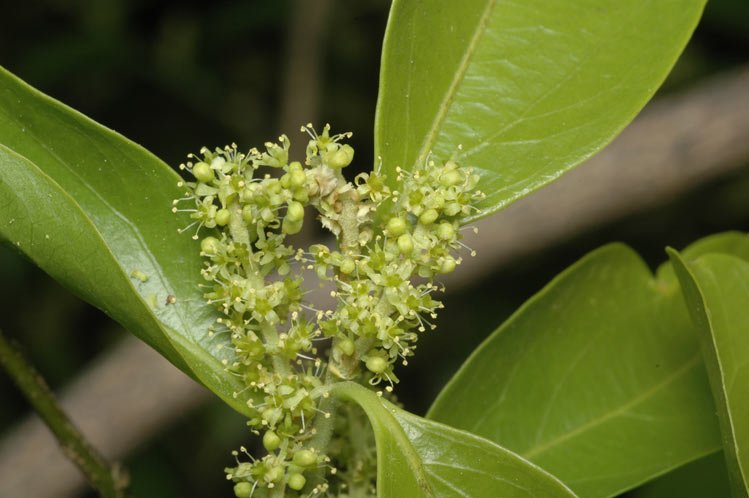 Opilia amentacea (Opilia) — Territory Native Plants