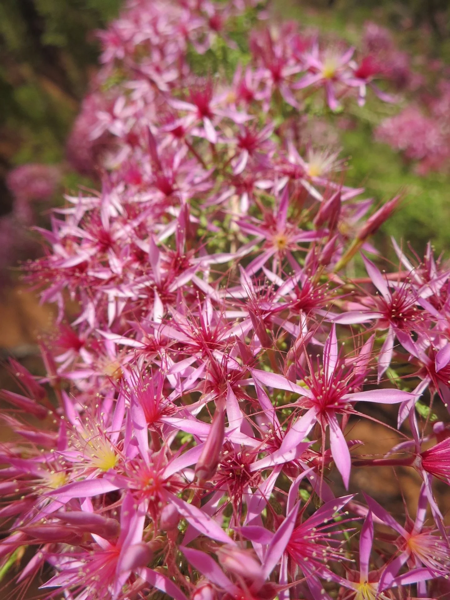 Calytrix exstipulata (Pink Turkey Bush) — Territory Native Plants
