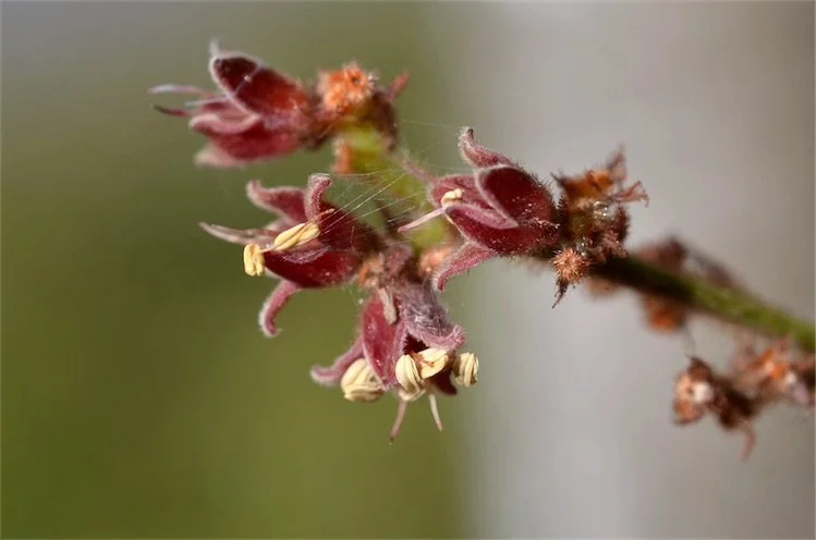 Davidsonia pruriens (Davidson plum) — Territory Native Plants
