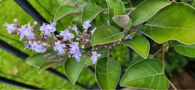 Vitex trifolia (Coastal vitex) — Territory Native Plants