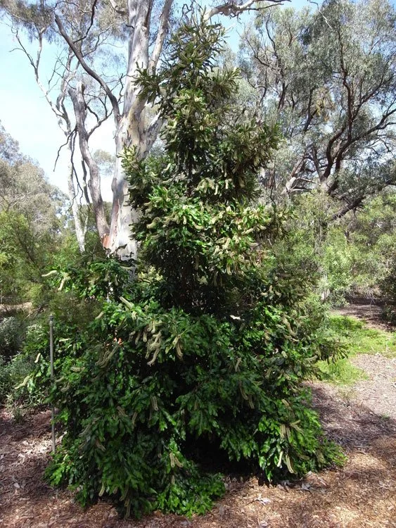Buckinghamia celsissima (Ivory Curl Tree) — Territory Native Plants