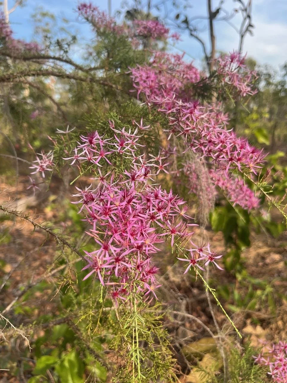 Calytrix exstipulata (Pink Turkey Bush) — Territory Native Plants