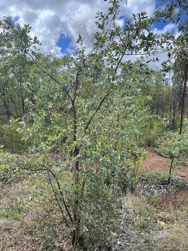 Terminalia canescens (Winged Nut Tree) — Territory Native Plants