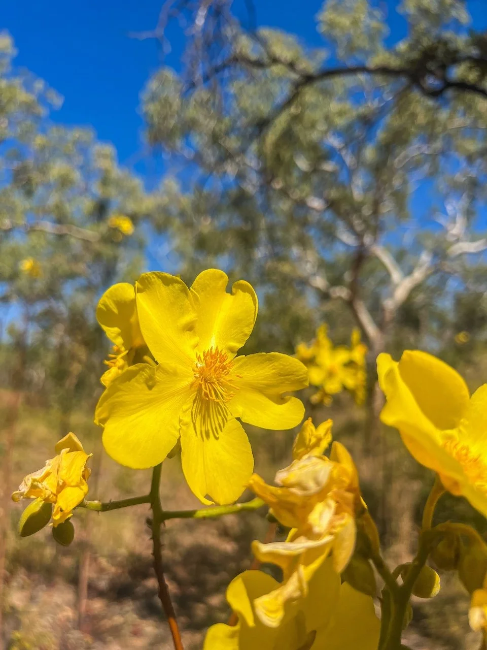 Cochlospermum fraseri (Yellow Kapok) — Territory Native Plants
