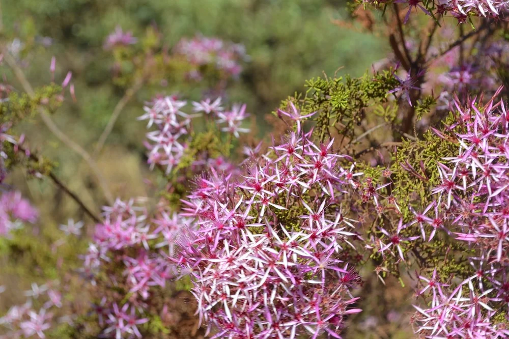 Calytrix exstipulata (Pink Turkey Bush) — Territory Native Plants