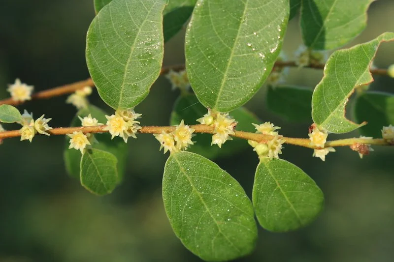 Bridelia tomentosa (Bridelia) — Territory Native Plants