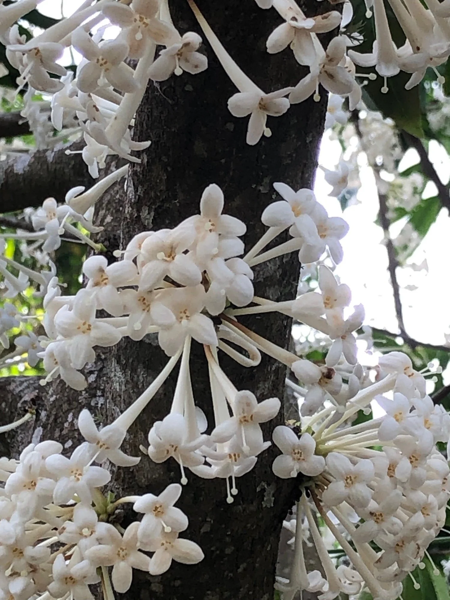 Phaleria macrocarpa (Scented Daphne) — Territory Native Plants