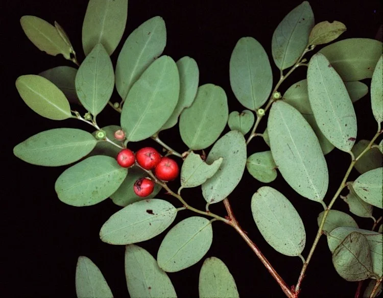 Breynia cernua (NT Breynia) — Territory Native Plants