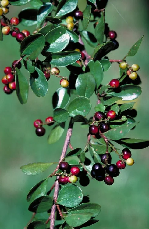 Delicious endemic NT Native edible. Favoured bush tucker. Small ...