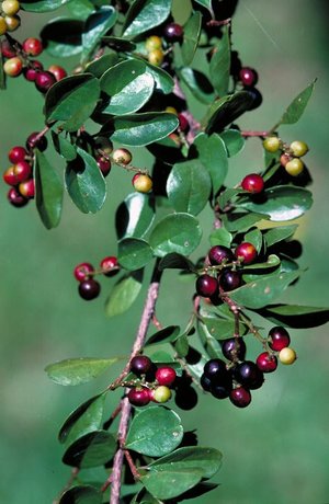 Delicious endemic NT Native edible. Favoured bush tucker. Small ...