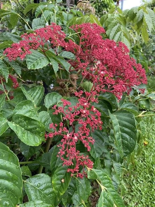 Leea rubra (Red Rubra) — Territory Native Plants