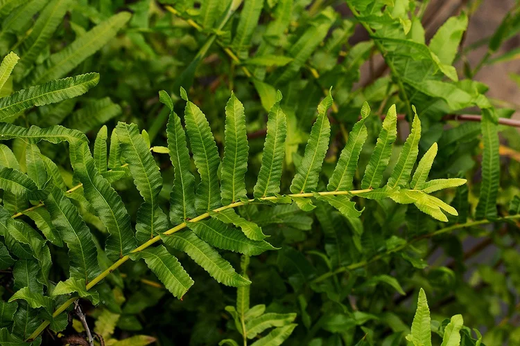 Ampelopteris prolifera (Daly River Fern) — Territory Native Plants