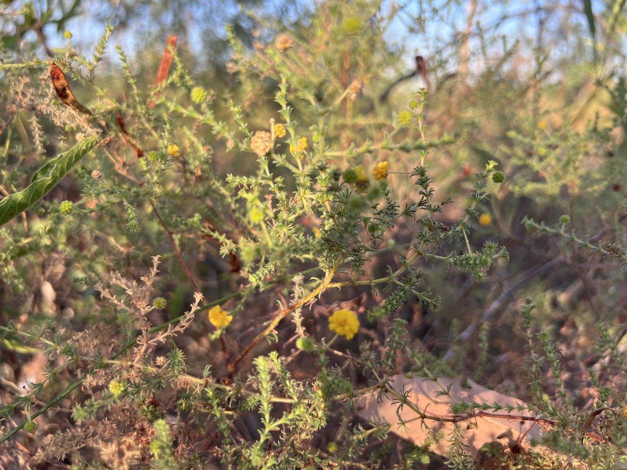 Acacia lycopodiifolia (Wolf-Foot Wattle) — Territory Native Plants