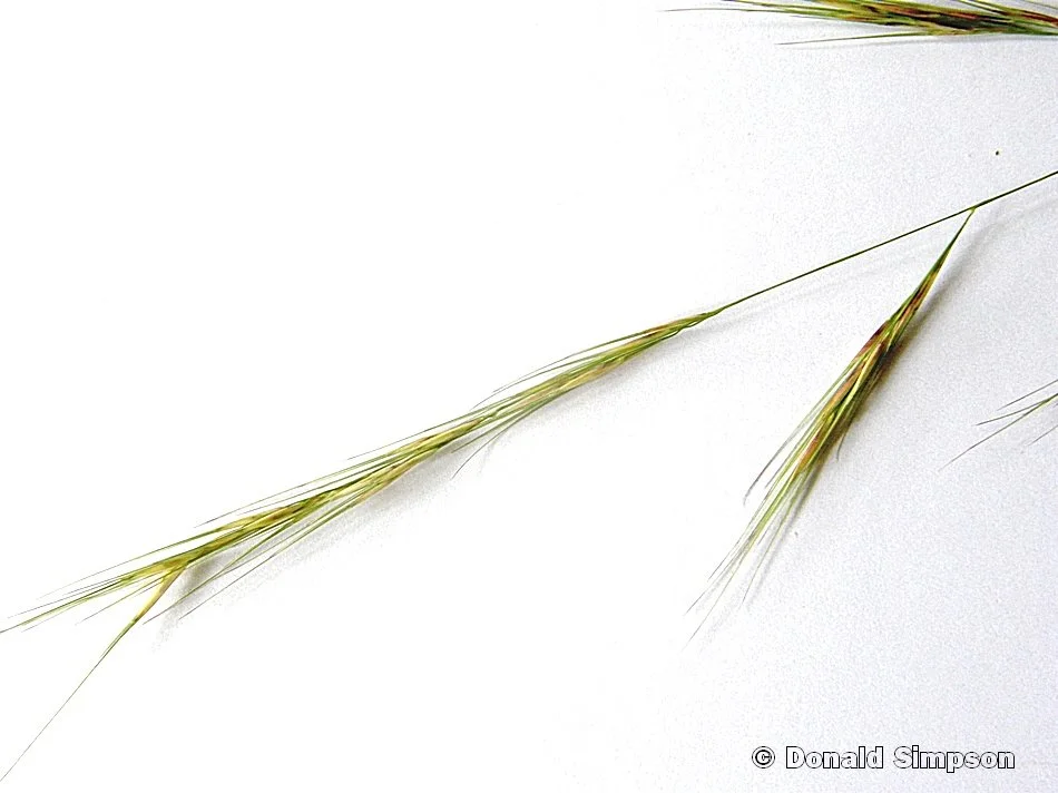 Heteropogon triticeus (Giant Spear Grass) — Territory Native Plants