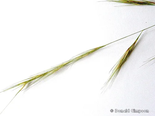 Heteropogon triticeus (Giant Spear Grass) — Territory Native Plants