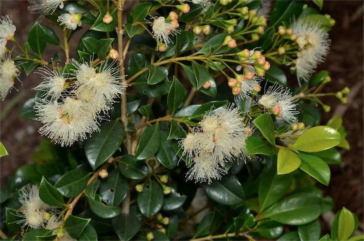 Syzygium australe (Resilience) — Territory Native Plants