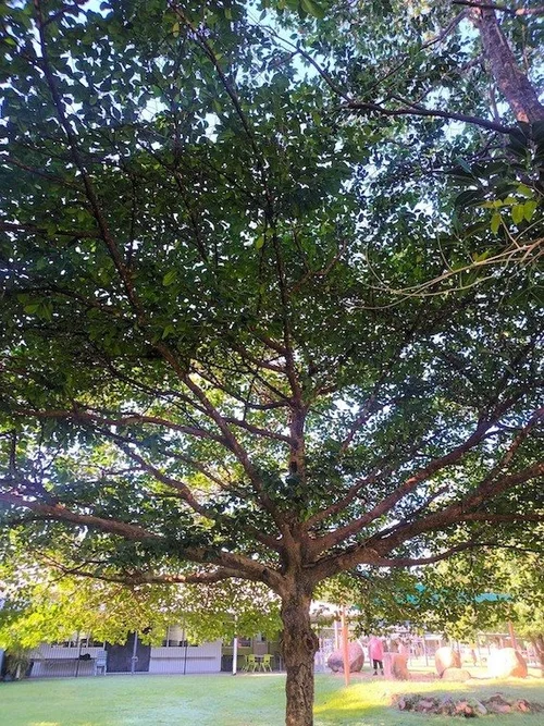 Carallia brachiata (Bush Currant) — Territory Native Plants