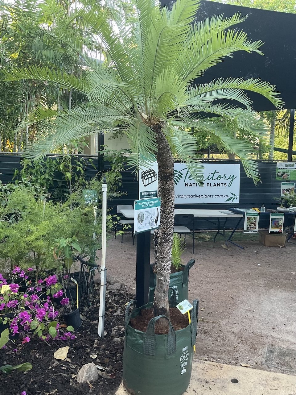 Cycas armstrongii (Darwin Cycad/Fire Fern) — Territory Native Plants